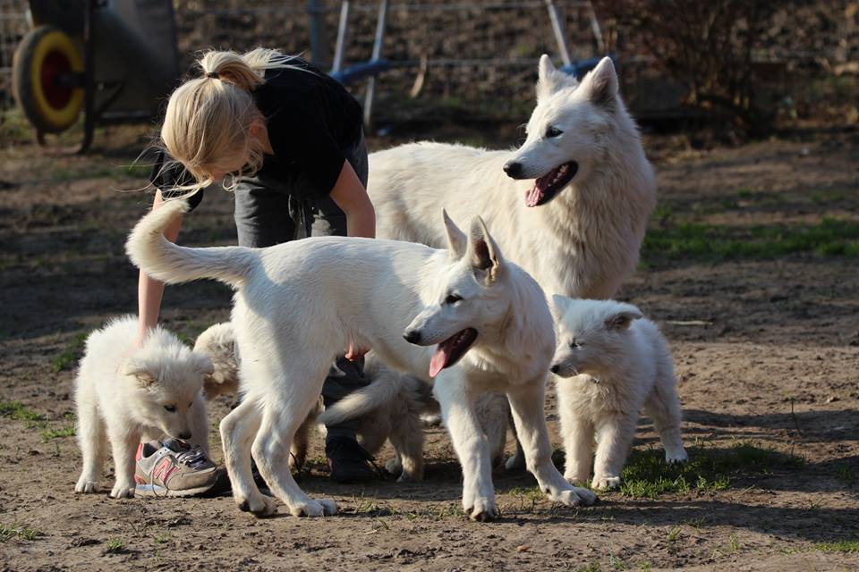 Hundezucht Zucht Züchter Weißer Schäferhund Weiße Schäferhunde